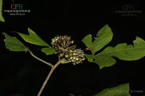 长梗匙叶五加图册 360百科