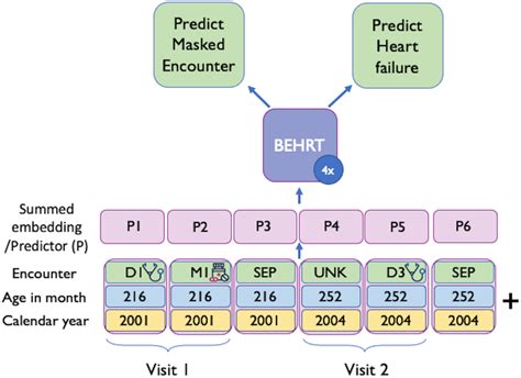 diagram of behrt for mlm and risk prediction behrt utilizes encounters