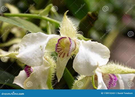 Dendrobium Macrophyllum Stock Image Image Of Jungle 178915243