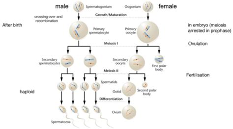 L Germ Cells Sex Determination Flashcards Quizlet