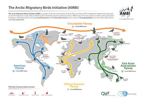 Spreading The Word On Migratory Birds Migratory Birds Bird Migration