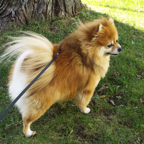 Chipmonks Comings And Goings