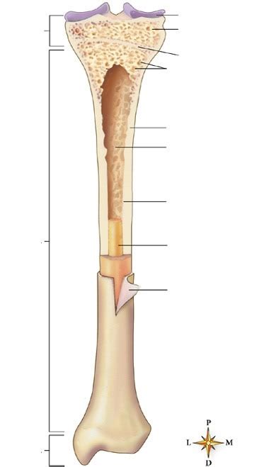 Longitudinal Section Of Long Bone Diagram Quizlet