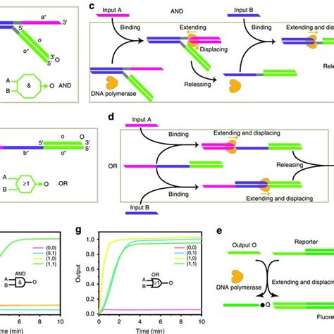 Pdf High Efficiency And Integrable Dna Arithmetic And Logic System Based On Strand