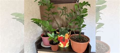 Замиокулькас денежное дерево купить в Краснодаре Товары для дома и