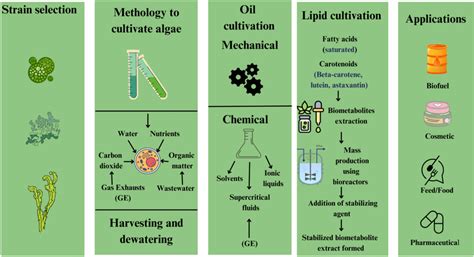 Steps Involved In Microalgae Cultivation And Its Applications