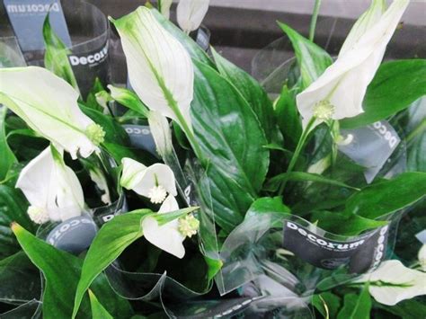 Как ухаживать за цветоком Спатифиллум женское счастье