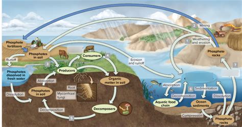 Biology Phosphorus Cycle Diagram Quizlet