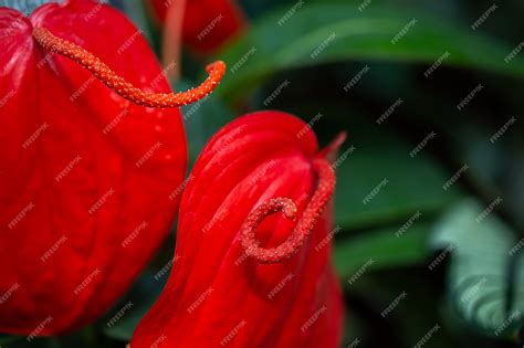 Organs Of Flower