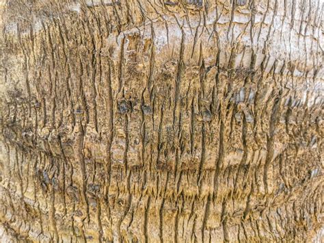 Tropical Natural Palm Tree Texture Pattern Trunk Bark Brown Mexico