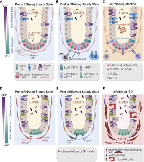 Cell By Cell Deconstruction Of Stem Cell Niches Cell Stem Cell