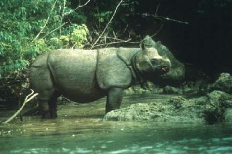 White Wolf Javan Rhino Officially Extinct In Vietnam