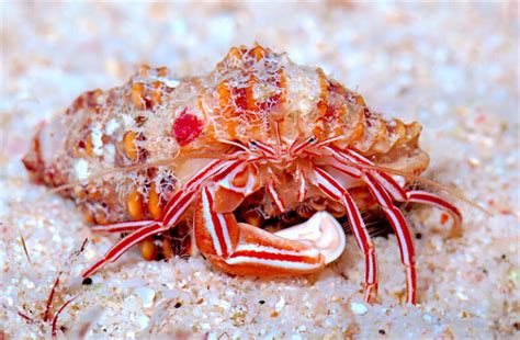 Saltwater Aquarium Crabs
