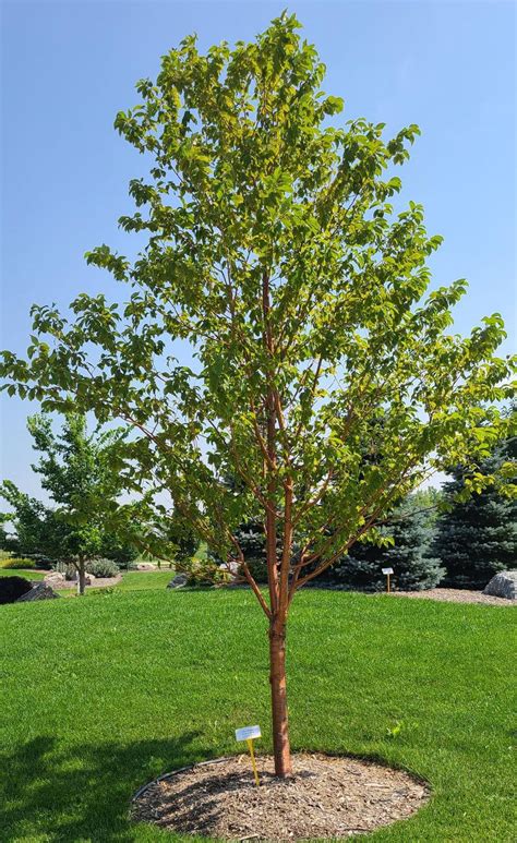 What Top 10 Trees Should I Plant In Calgary