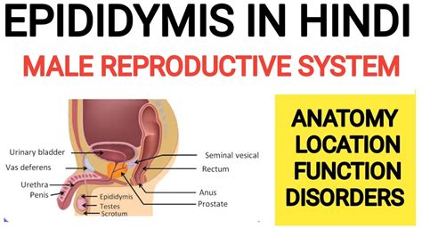 Epididymis Male Reproductive System Epididymis Functions Sperm
