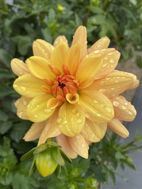 Ginger Snap Kaelis Dahlias