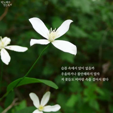 [박노해의 걷는 독서]푸르른 인간으로 박노해 네이버 블로그