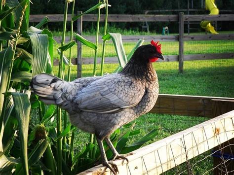 Top 11 Blue Chicken Breeds With 38 Approved Breeds