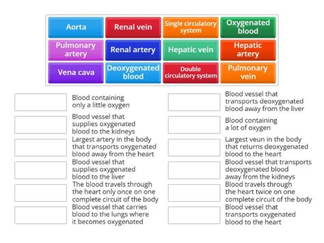 Igcse Circulatory Systems Une Las Parejas