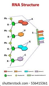 Rna Structure Scheme Education Easy Edit Stock Vector Royalty Free 536415361 Shutterstock