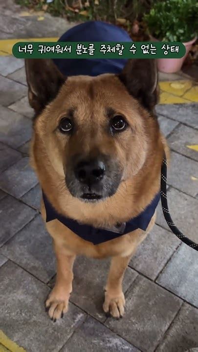 분노조절장애 다중인격 다 튀어나와서 죄송합니다 귀여운공격성 Youtube