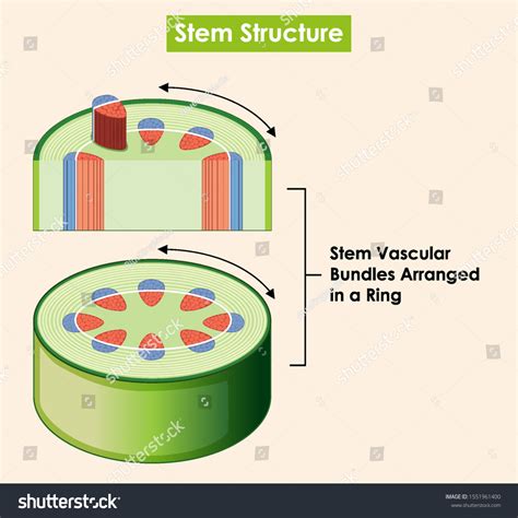 Diagram Showing Stem Structure Illustration Stock Vector Royalty Free Shutterstock