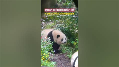 小叶子带着姐姐上班好乖～今天她们的爷爷奶奶姑姑就要回来啦！ 大熊猫和花 大熊猫和叶 大熊猫和花和叶 熊猫花花 熊猫和花和叶 Youtube