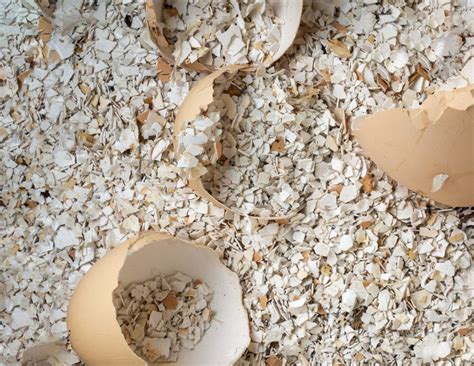 Using Eggshells To Fertilize Your Houseplants Beginner Houseplant