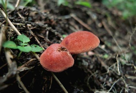 Boletus aokii ヒメコウジタケ