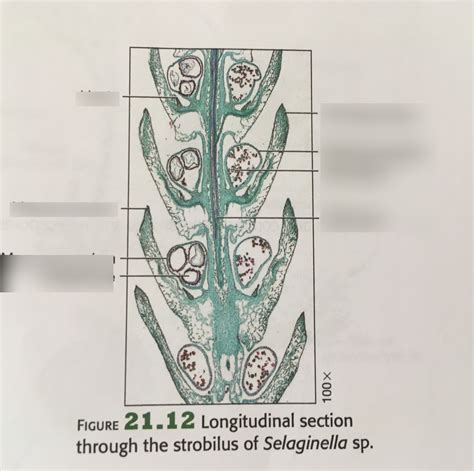 Phylum Lycophyta Spike Moss Selaginella 21 Diagram Quizlet