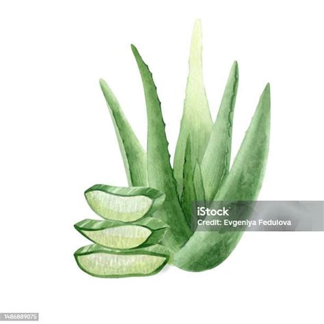 알로에 베라 식물 펄프 조각과 육즙이 많은 즙이 많은 알로에 손으로 그린 수채화 그림 흰색 배경에 격리되어 있습니다 화장품 포장용 포장지 엽서 수채화에 대한 스톡 벡터 아트
