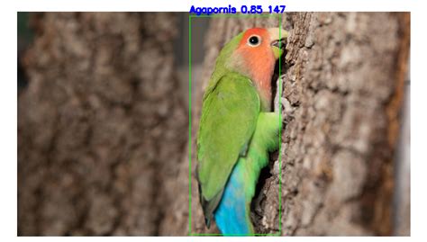 GitHub Nhyunjeong Birds Object Detection