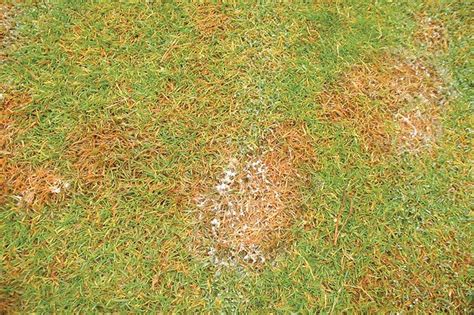 Fusarium Patch How To Protect Turf And Grasses From Fusarium Patch