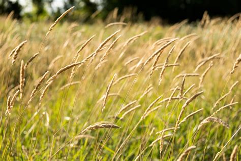 11 Types Of Grass That Will Have Birds Flocking To Your Yard