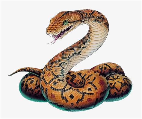 Snake Png Image Python Snake Drawing 736x615 Png Download Pngkit