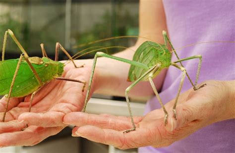 Katydid Bug