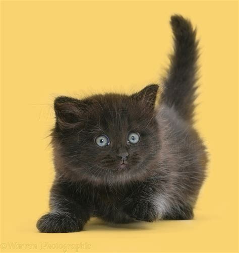 Tiny Cute Black Kitten At Dorathy Quinones Blog