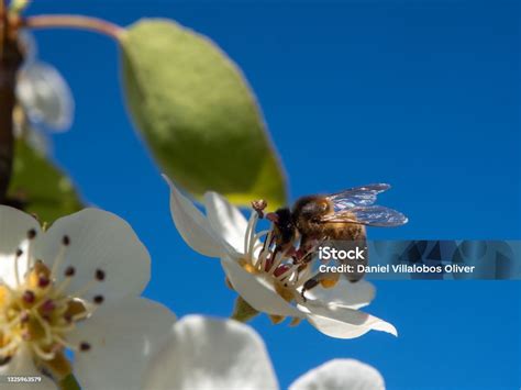 흰 배 꽃에서 꽃가루를 모으는 꿀벌 푸른 하늘 배경과 햇빛에 꽃 가지 꽃 과일 나무 발톱에 꽃가루가 있는 꿀벌 0명에 대한 스톡 사진 및 기타 이미지 Istock