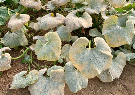 Powdery Mildew Sustainable Design Of Phytosanitary Products
