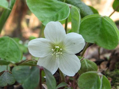 ミヤマカタバミ深山傍食 草花ブログ時告風