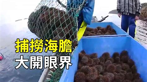 海膽的秘密，出海捕撈，一人一天數百斤 Youtube