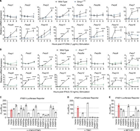 Parp7 Inhibits Type I Interferon Signaling To Prevent Autoimmunity And