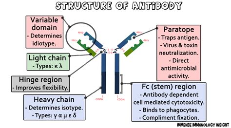 Immense Immunology Insight Structure Of Antibody
