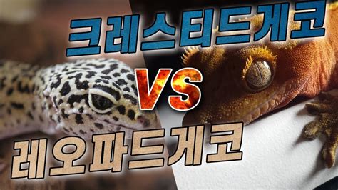 레오파드게코 크레스티드게코 키우기 어떤걸 키울까 먹이 사육장 막장토론 Youtube