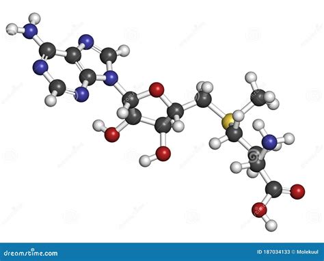 S Adenosyl Methionine Sam Molecule Essential In Several Metabolic Pathways Stock Illustration