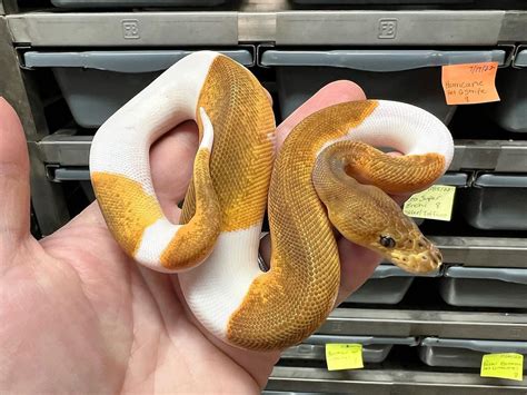 11 Rarest Ball Python Morphs With Pictures Reptile Care Elysian Of Wild