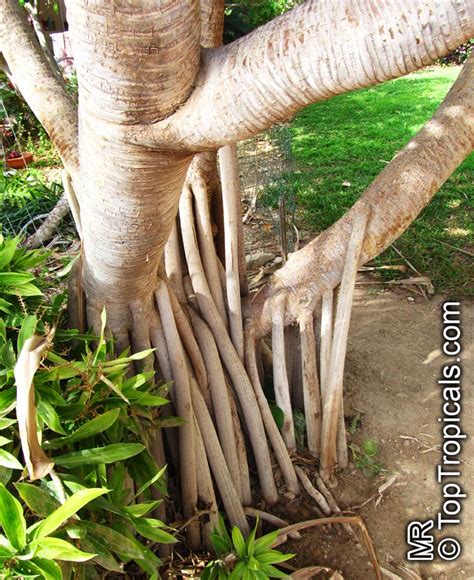 Pandanus Utilis Screw Pine Top Tropicals Plant Encyclopedia