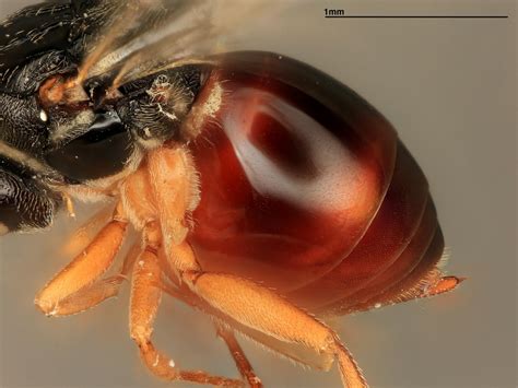 Diastrophus Kinkaidii Waspweb