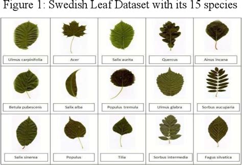 Figure 1 From Plant Species Identification Based On Plant Leaf Using Machine Learning Techniques