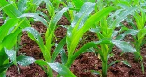 南方早玉米南方北方玉米大山谷图库